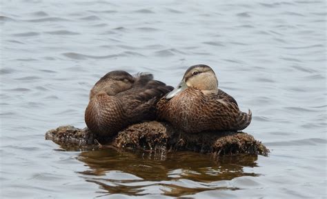 Mass Audubon Ebird Checklist 19 Jul 2023 Squantum Marshes 28