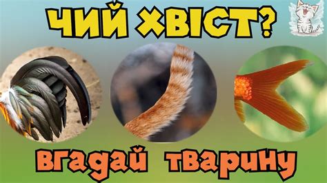 Вгадай тварину по хвосту Домашні тварини для дітей Youtube
