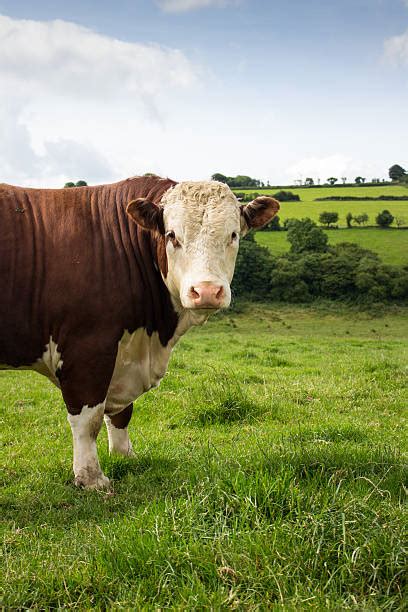 3 800 Hereford Foto Foto Foto Stok Potret And Gambar Bebas Royalti