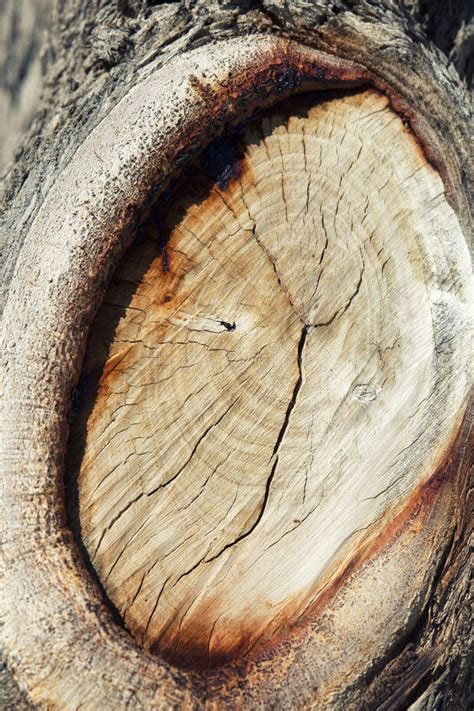 Rounded Wooden Texture Of Tree Stump Stock Image Image Of Close