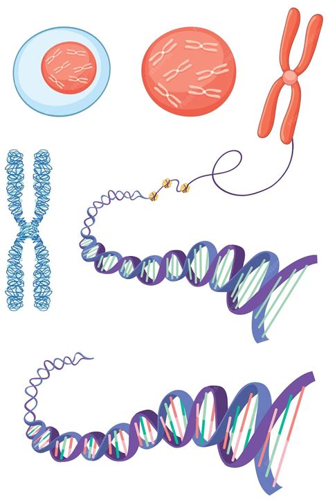 Premium Vector Cell Structure Chromosome Histone And Dna