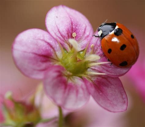 Premium Photo Close Up Of Ladybug On Pink Flower