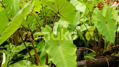 Mengenal Talas Upe Panganan Khas Baruppu Toraja Utara Yang Kini Mulai Punah