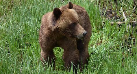 Grizzly Bear Eating Sedge Grass Grizzly Bear Tours And Whale Watching