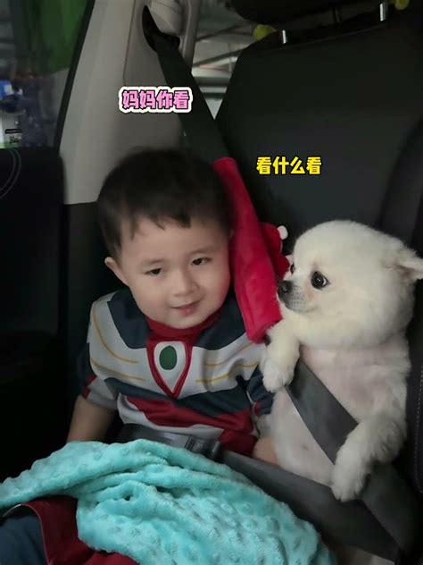 如果无聊就生个孩子吧～家里的狗现在都要被逼疯了 就差开口骂人了～一天天忍辱负重的萌娃和萌宠 软萌宝宝已上线 宝宝与狗狗 宝宝日常vlog