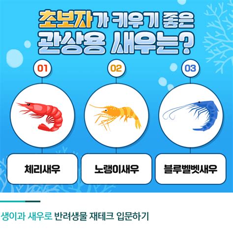 새우 한 마리 키우면 300만 원 관상용 새우 재테크