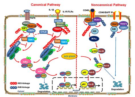 Figure 2 From K63 Linked Ubiquitination In Kinase Activation And Cancer