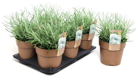 Helichrysum Apiculatum Korma — Plant Wholesale Floraccess