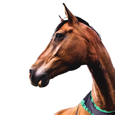 Pin on Equestrian
