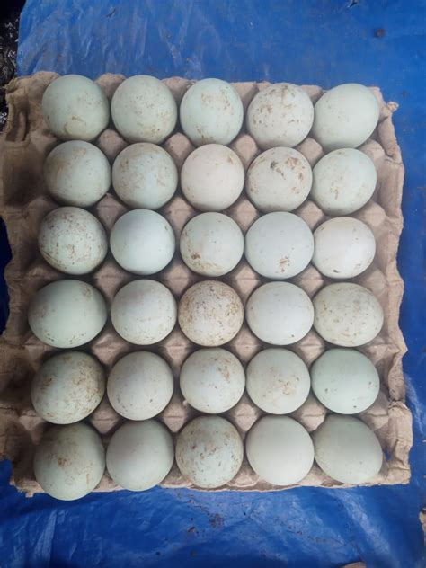 Siopen Hss Warung Mak Tarmi Telur Itik