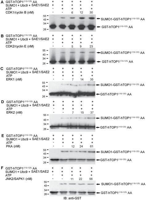 A F Various Concentrations Of Different Recombinant Kinases