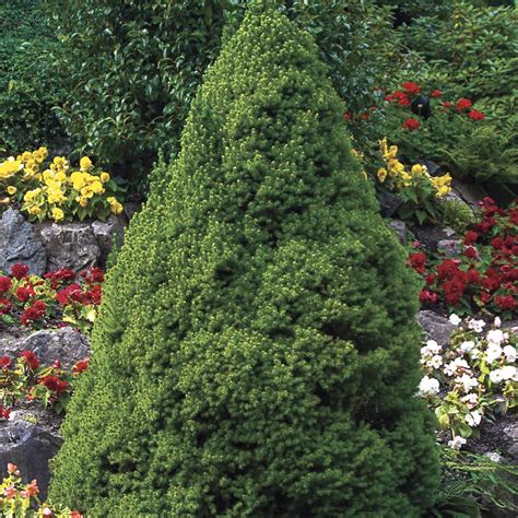 Spring Hill Nurseries Alberta Dwarf Spruce Live Evergreen Shrub 250