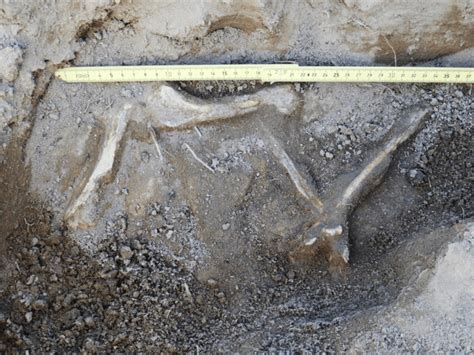 Turkey Bones Exposed Before Backfilling And Being Left In Situ