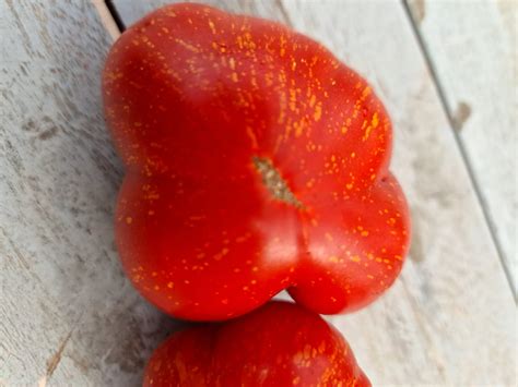 Scabitha Tomato Seeds 10 Fresh Scabitha Tomato Seeds Red Dragon Seeds