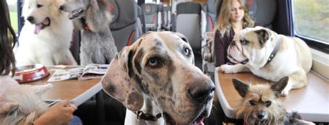 Guía De Dieta Barf Acba Para Principiantes Mascotas