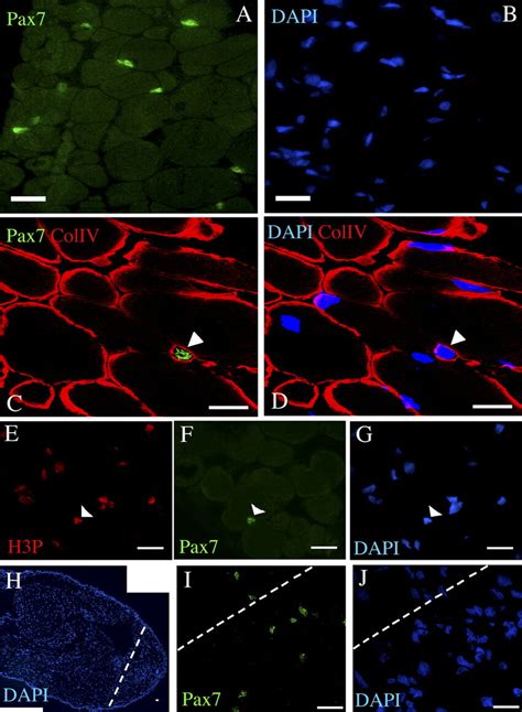 Pax7⁺ Cells Are Present In Newt Limb Skeletal Muscle A And B