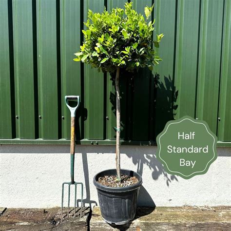 Bay Laurel Tree Laurus Nobilis Roots Plants