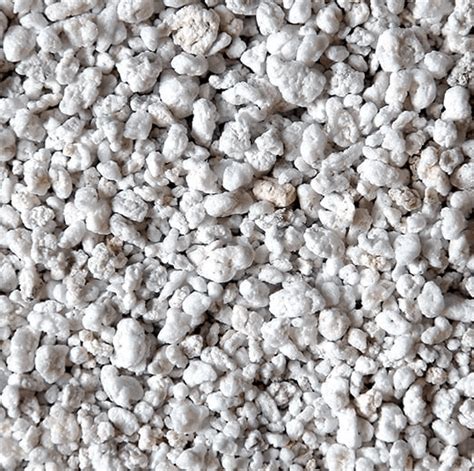 Perlite Glossary For Mushroom Cultivation And Mycology