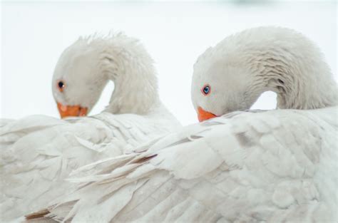Free Photo Closeup Shot Of The Two Cute White Geese With Twisted Necks