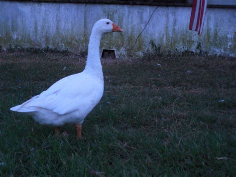 Embden Goose How To Tell Sex Page 4 Backyard Chickens Learn How To Raise Chickens