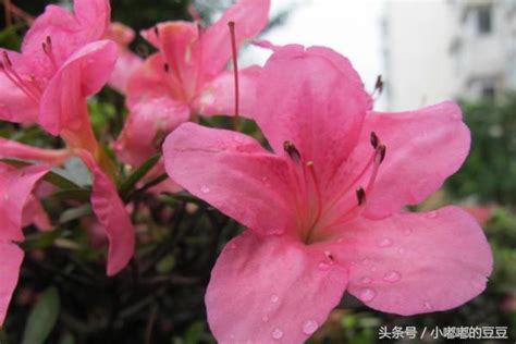 皋月杜鵑的養殖方法及注意事項 每日頭條