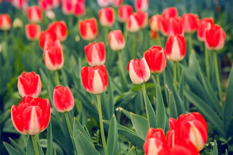 Red Tulip Field Hd Wallpaper Wallpaper Flare