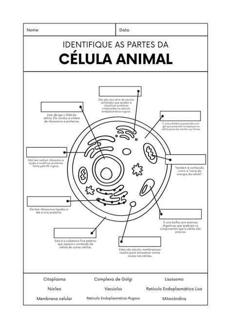 Partes De Uma Planilha De Celulas Animais Image Result For Cell