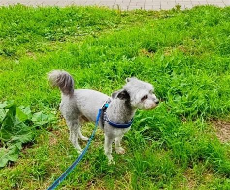 Доброго утра☀ Пушок он же Флоки ищет временную передержку на 1 5 месяца с 18 09 по конец