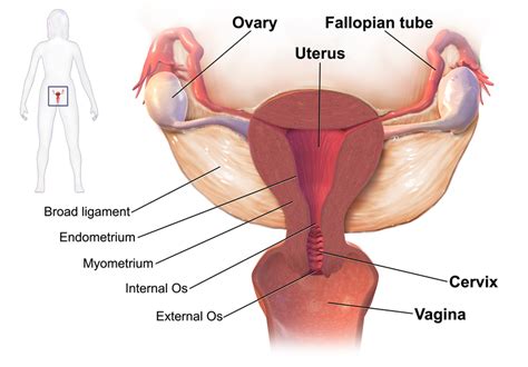 Difference Between Endometrium And Myometrium Pediaacom