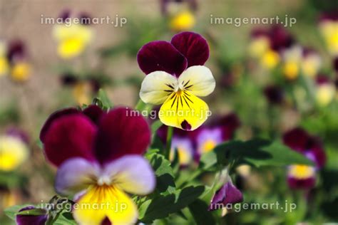 春の花壇に咲く紫色のビオラの花の写真素材 224663491 イメージマート