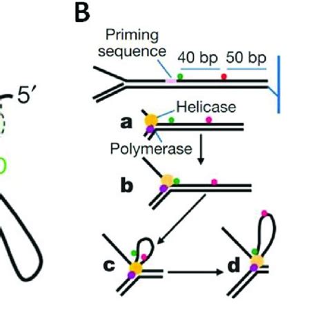 Smfret Detection Of Priming Loop Formation By The T7 Replisome A
