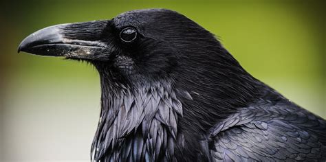 Crow Symbolism The Spiritual Meaning Of Seeing Crows Yourtango