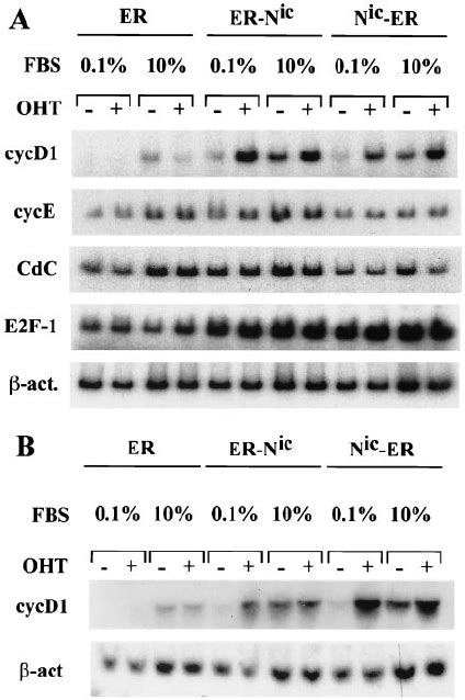 Hormone Dependent Upregulation Of Cyclin D1 Mrna Level By Notch Ic Er Download Scientific