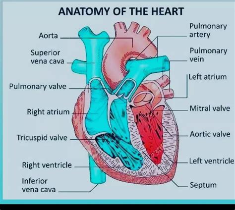Anatomy Of The Heart The Hearts Chambers Valves And Circulation