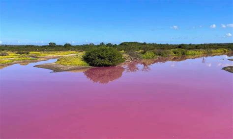 Drought Blamed As Maui Pond Turns Bright Pink Families For A Future