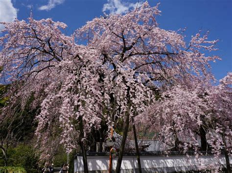 【明王寺しだれ桜】アクセス・営業時間・料金情報 じゃらんnet