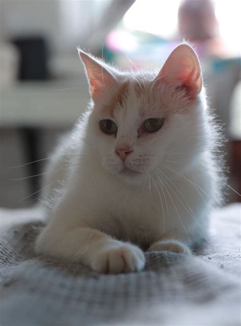 Stokrotka Urocza Kotka Szuka Domu Głogów • Olx Pl