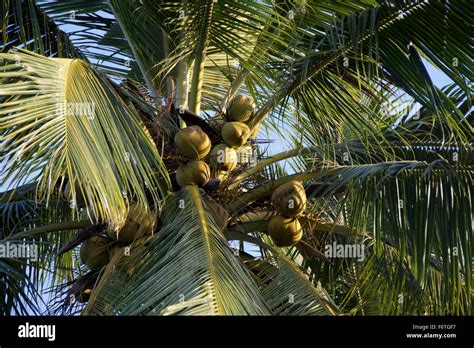 Coconuts In A Tree Stock Photo Alamy