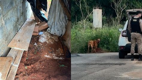 Idoso é Preso Por Abuso Sexual Contra Cadela Em Milharal No Interior De