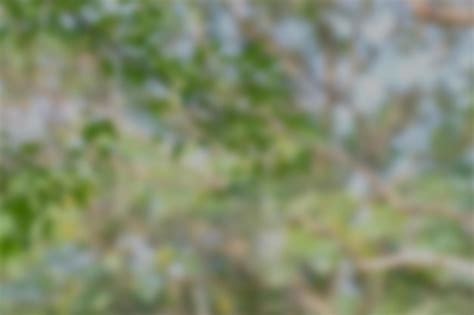 Premium Photo Blurred Background Image Of Trees In The Forest