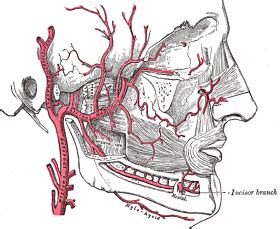 Arteria maxilar interna anatomía consideraciones clínicas