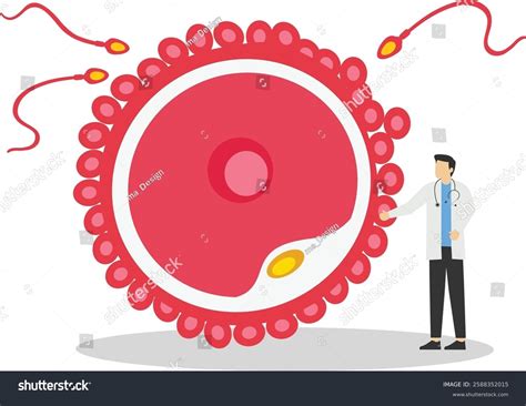 Sperm Egg Concept Fertilization Human Reproductive Stock Vector Royalty Free 2588352015