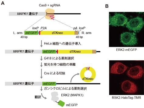 ゲノム編集技術と顕微鏡技術を駆使し、内在性のタンパク質の濃度とタンパク質間相互作用の強さを生きた細胞で定量することに成功 生命創成探究センター