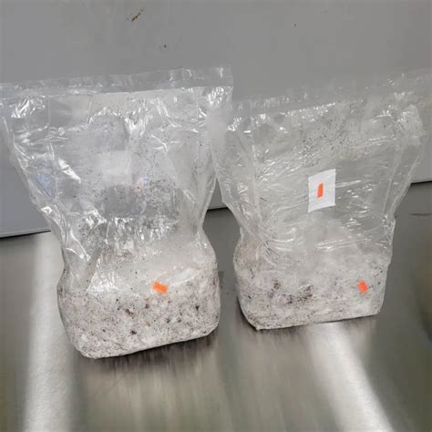 Colonized Grain Spawn Archives Myers Mushrooms