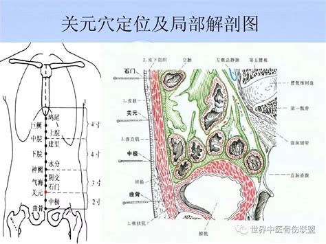 任脉的准确位置图作用 任脉督脉的准确位置图 任脉的准确位置 大山谷图库