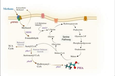 From Pollution To Polymer Methane Munching Microbe Brews Biodegradable
