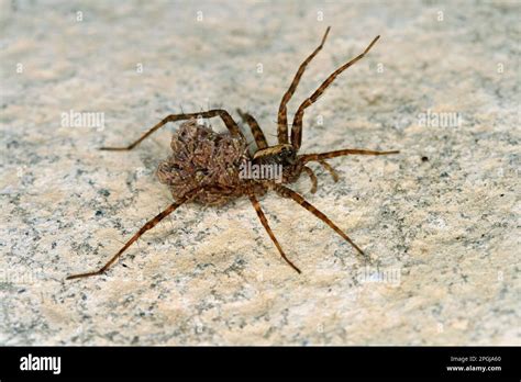 Wolf Spider Ground Spider Pardosa Lugubris Female Carrying