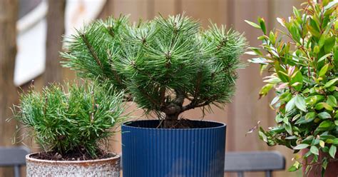 Ebus Planten Pinus