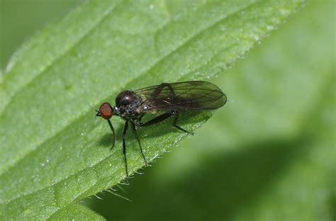 Hybos Sp Meigen 1803 Biodiversidade