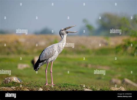 Asian Openbill Or Asian Openbill Stork Anastomus Oscitans Bhigwan